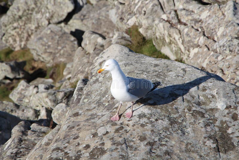 Seagull on rocks stock image. Image of finistere, granite - 84443563