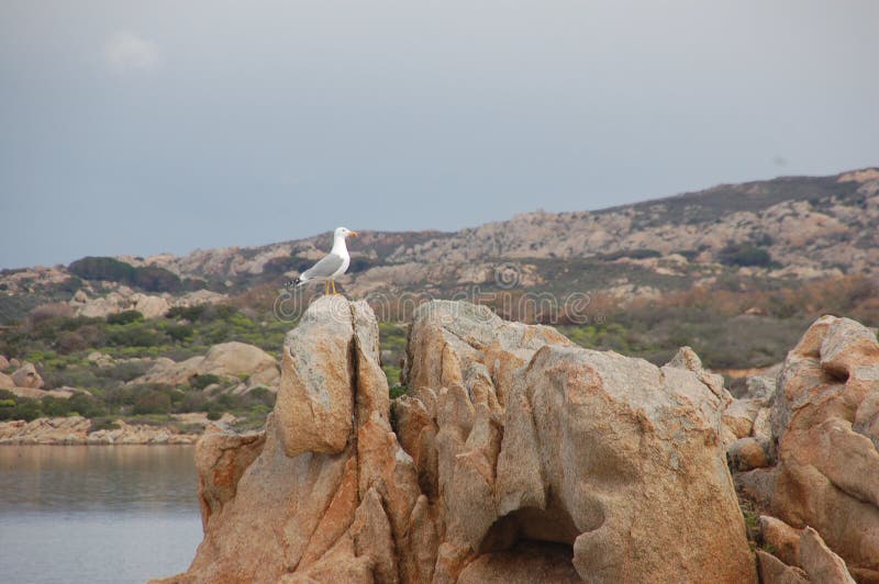 Seagull on the rocks stock photo. Image of bird, animalistic - 111032834