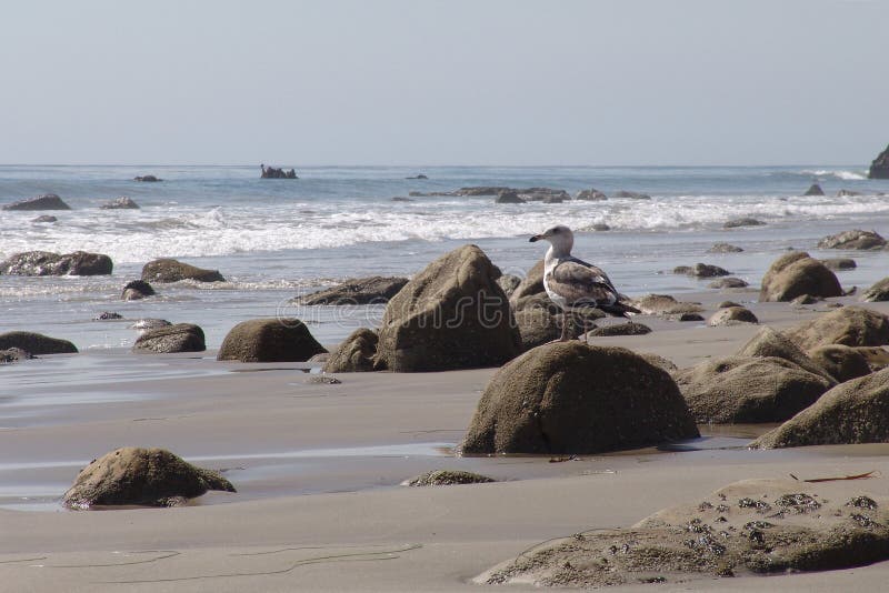 Seagull rocks stock image. Image of atop, rock, seagull - 96043459