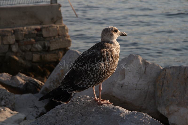 Seagull on rocks by sea stock image. Image of shoreline - 6307031
