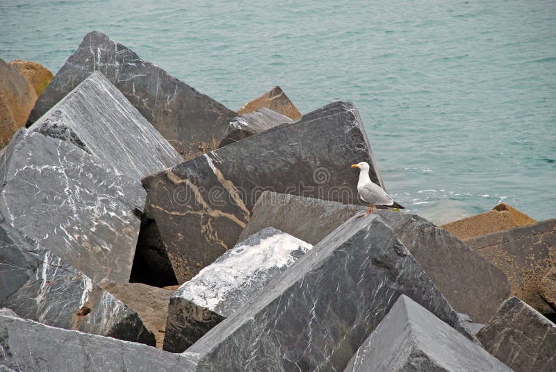 Seagull rocks stock image. Image of atop, rock, seagull - 96043459