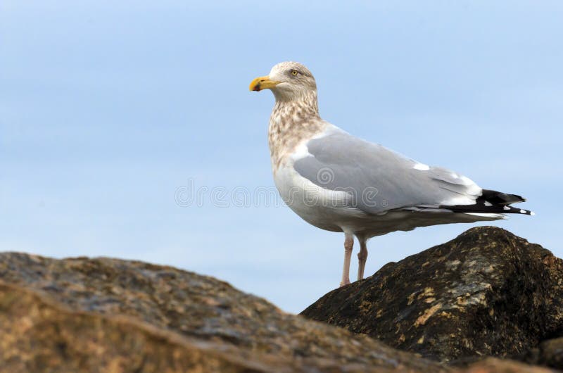 Seagull on the Rocks stock image. Image of clear, boulders - 64743615