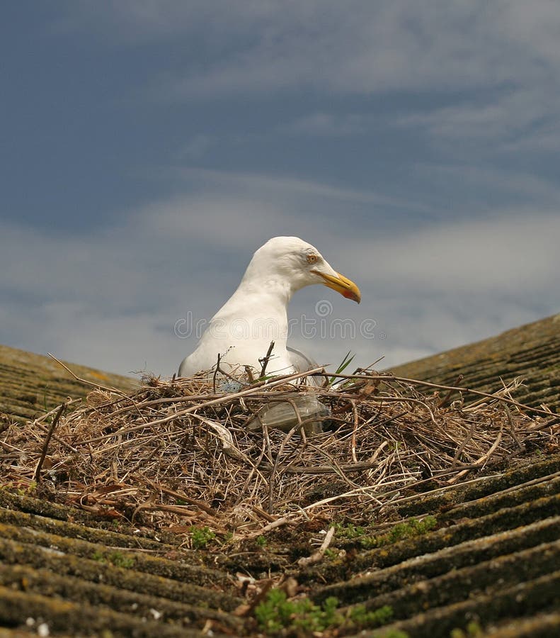 Seagull on roof nesting stock image. Image of feather, ridge - 908335
