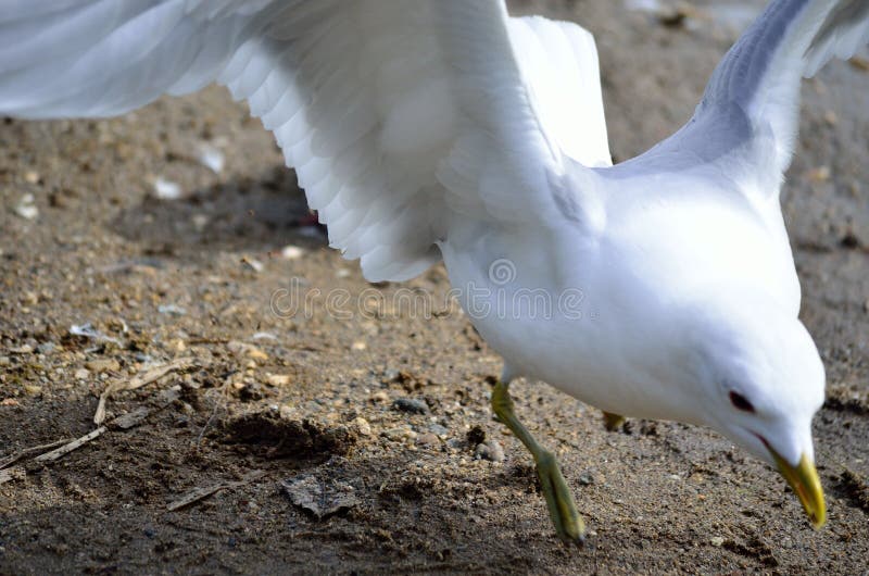 Seagull Ready for Takeoff in Summer Stock Photo - Image of gull ...