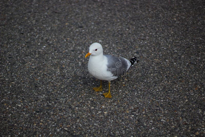 Seagull Running on the Road Stock Image - Image of animal, running ...