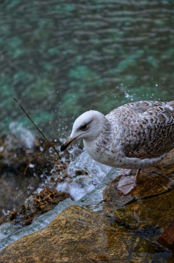 Seagull stock image. Image of seagull, view, water, running - 119944873
