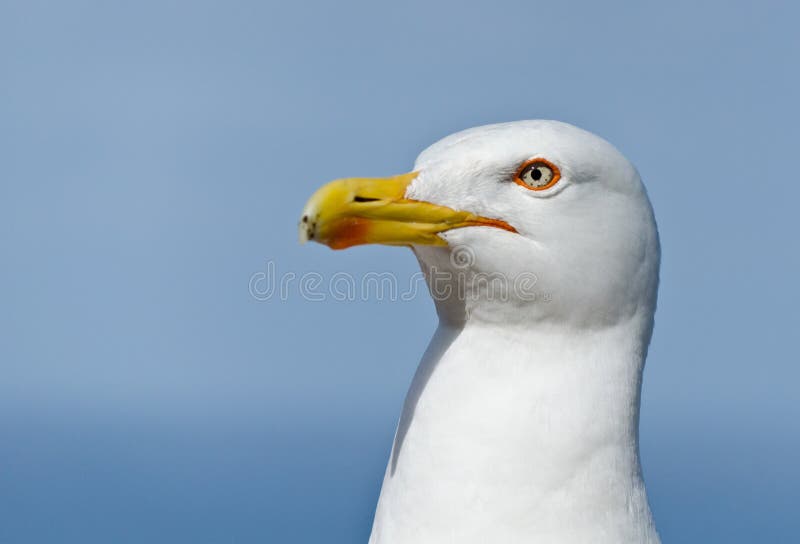 Seagull s eye stock photo. Image of seagull, seabird - 40224100