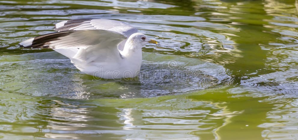 Seagull is Sailing on the Water Stock Photo - Image of river, animal ...