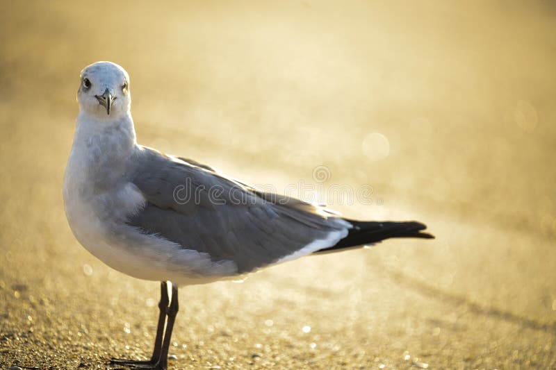Seagull on the Sand. stock image. Image of sand, gull - 338364355