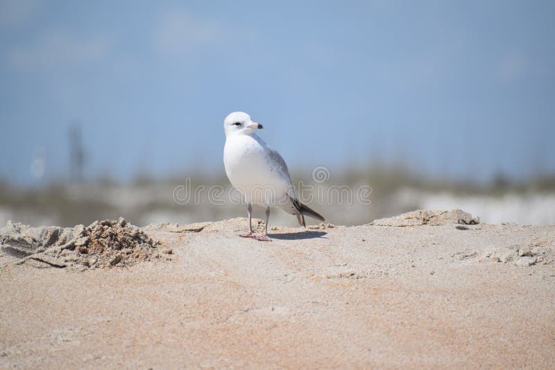 Seagull on the sandy beach stock photo. Image of summer - 159046274