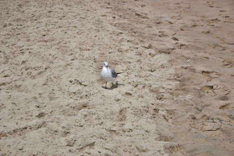 Seagull on sandy beach stock photo. Image of bird, maryland - 124591862