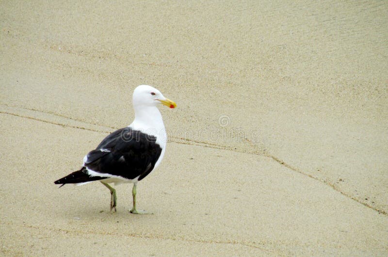 Seagull on sandy beach stock photo. Image of harbour - 77871712