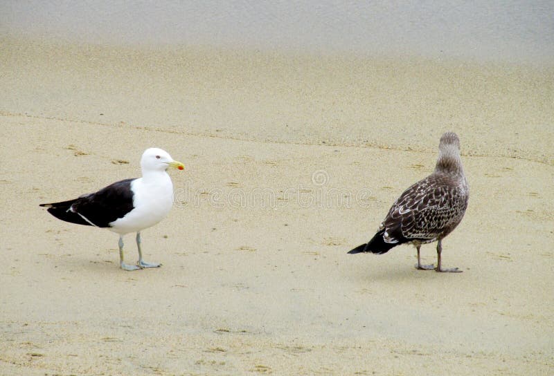 Seagull on sandy beach stock photo. Image of sand, birds - 78012738