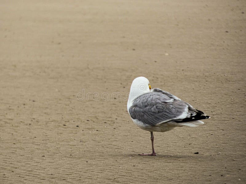 Seagull on sandy ground stock image. Image of nature - 269199423