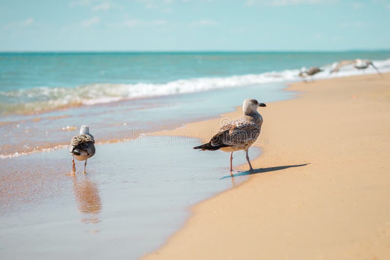 Seagull on a Sandy Sea Shore . Stock Image - Image of arab, large: 96854989