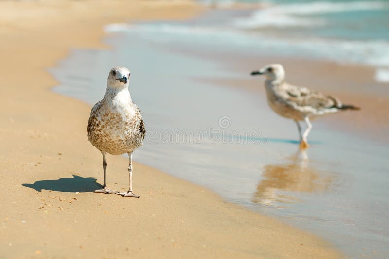 Seagull on a Sandy Sea Shore . Stock Image - Image of beach, shore ...