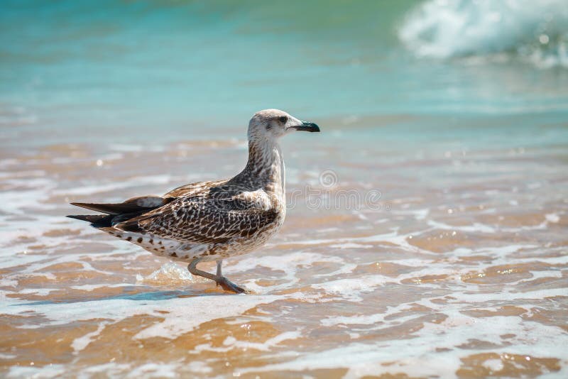 Seagull on a Sandy Sea Shore . Stock Image - Image of beautiful ...