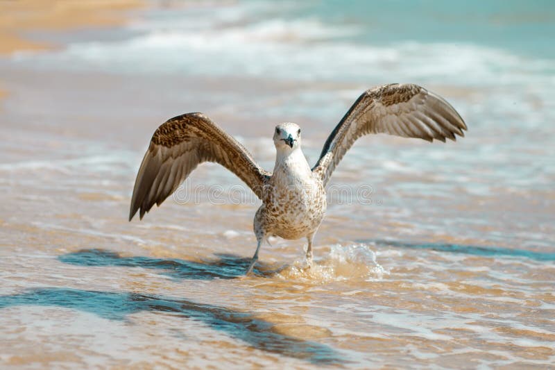 Seagull on a Sandy Sea Shore . Stock Image - Image of fishing, ocean ...