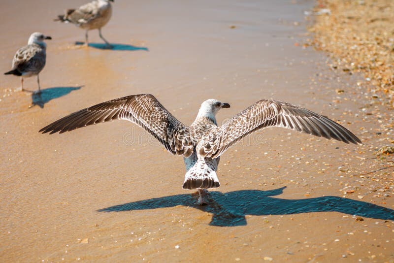 Seagull on a Sandy Sea Shore . Stock Photo - Image of nature, canus ...