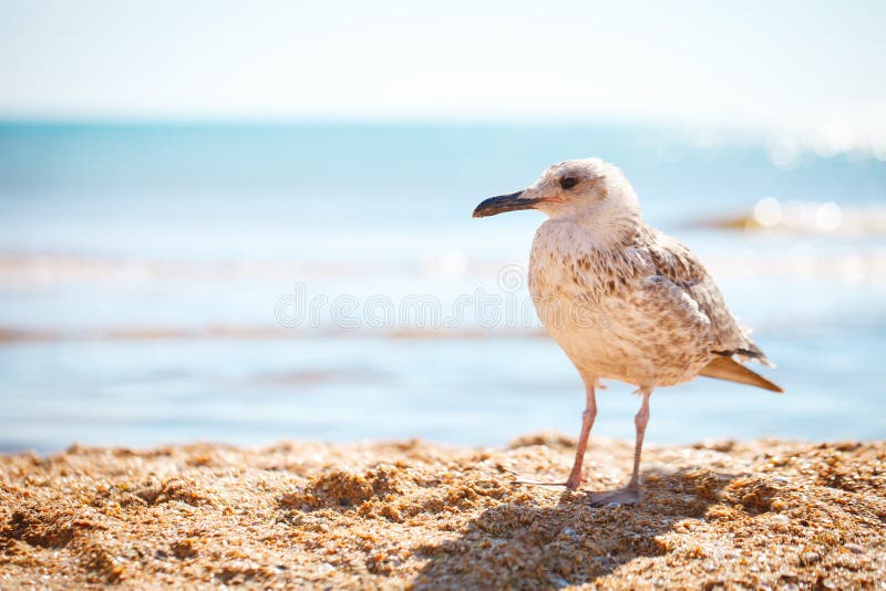 Seagull on a Sandy Sea Shore . Stock Photo - Image of nature, sills ...