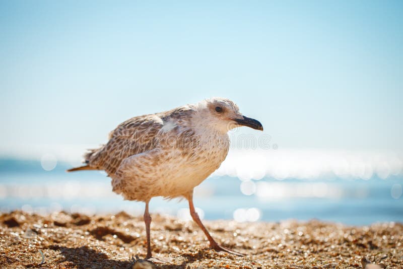 Seagull on a Sandy Sea Shore . Stock Photo - Image of beautiful, rock ...