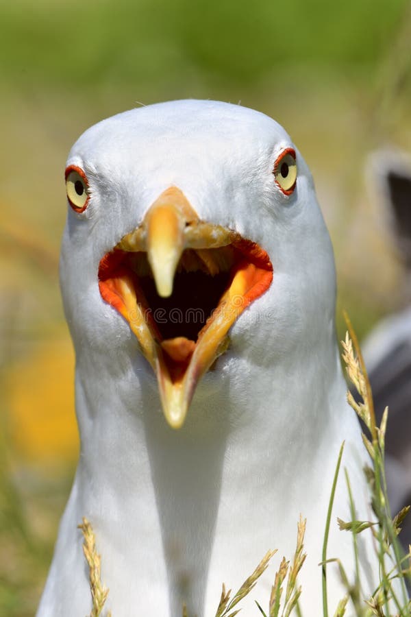 Scream of Seagull. Close Up Stock Photo - Image of bird, feather: 5515218