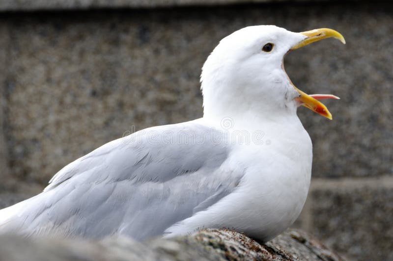 Seagull screaming stock photo. Image of coastal, coast - 15879248