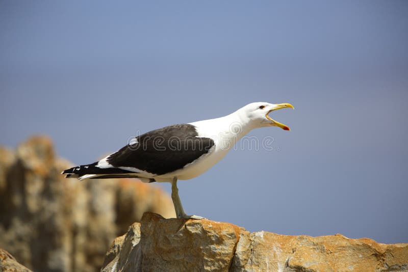 Seagull screaming stock image. Image of announce, seagull - 1744311