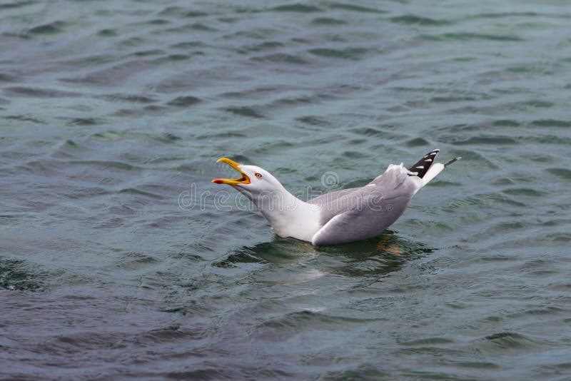 415 Seagull Screaming Stock Photos - Free & Royalty-Free Stock Photos ...