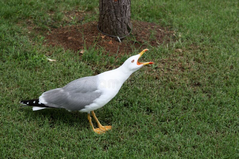 Seagull Screaming in the Air Stock Photo - Image of beautiful, birds ...