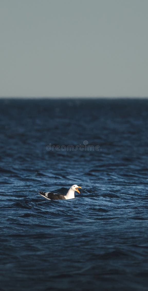 Seagull Screaming in the Wavy Ocean Stock Photo - Image of wide, glide ...