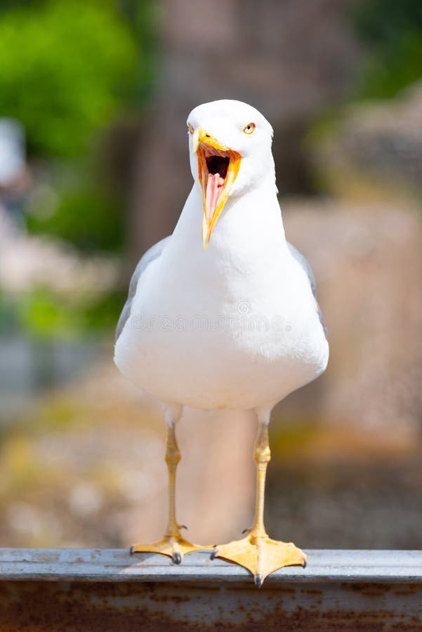 Seagull Screaming with Wide Open Beak. Front View Stock Photo - Image ...