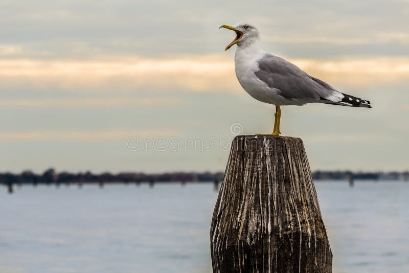 Seagull screaming stock image. Image of water, landscape - 38613355