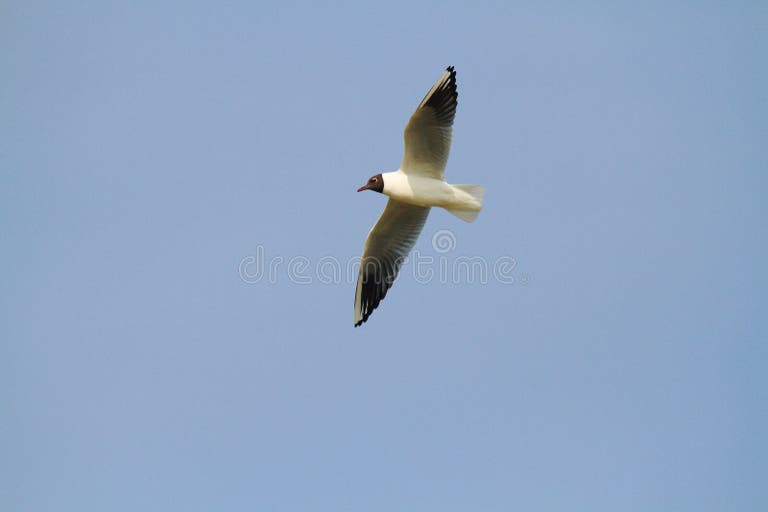 Seagull sea bird stock photo. Image of gull, beauty, close - 81029080