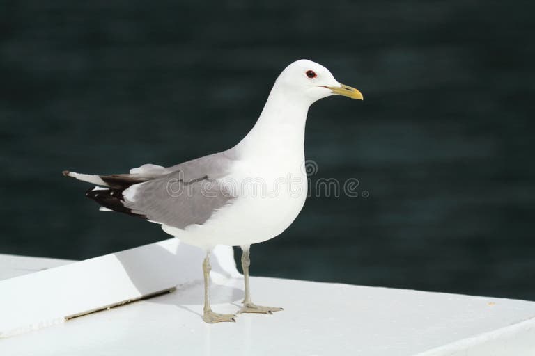 Seagull sea bird stock image. Image of ocean, close, collection - 81029433