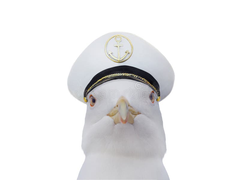 Seagull in a Sea Captain S Cap Isolated on a White Stock Image - Image ...