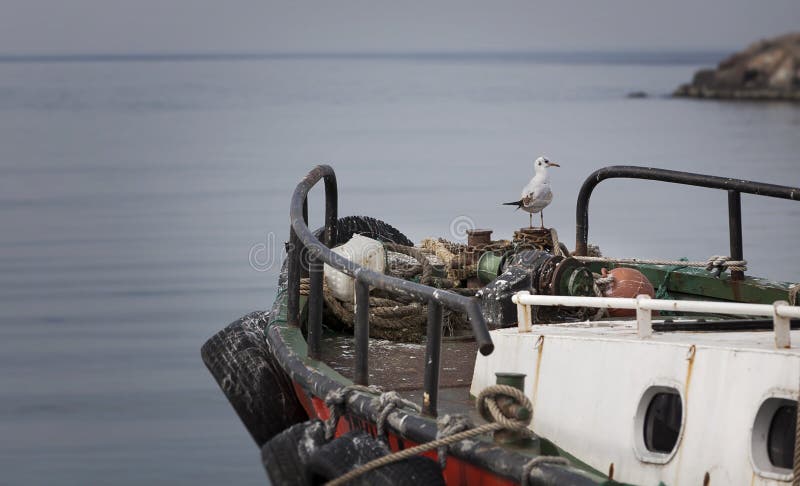 Seagull, Sea and Fisher Boat Stock Image - Image of fisher, animal ...