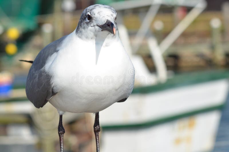 Seagull by the sea stock image. Image of pensacola, seagull - 49708335
