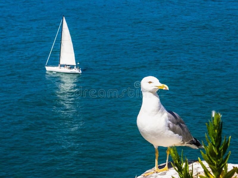 Seagull with Sea and a Sailing Boat in the Background Stock Photo ...