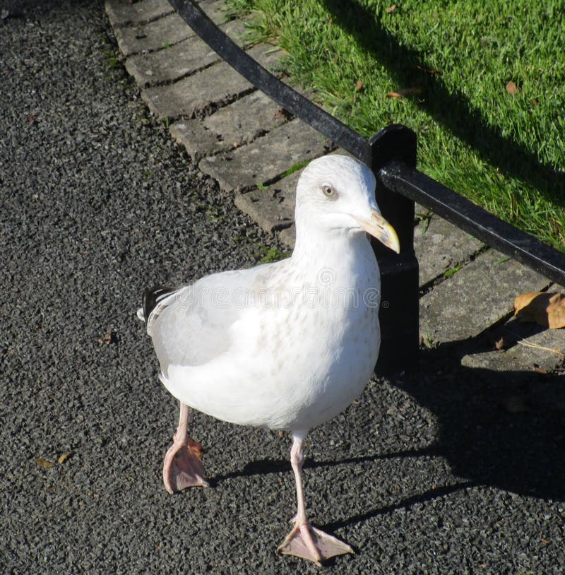 Seagull stock image. Image of flying, bird, beak, dublin - 102720289
