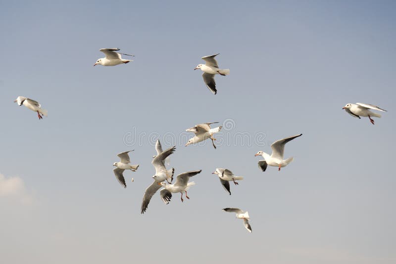 Seagull. Seagulls Flying in the Back of the Ships at Sea. Stock Photo ...