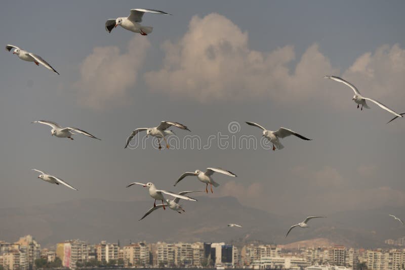 Seagull. Seagulls Flying in the Back of the Ships at Sea. Stock Image ...