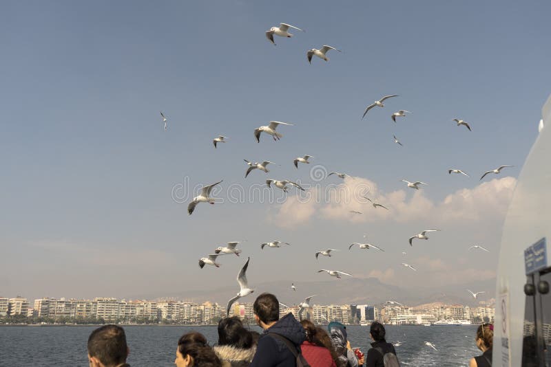 Seagull. Seagulls Flying in the Back of the Ships at Sea. Editorial ...