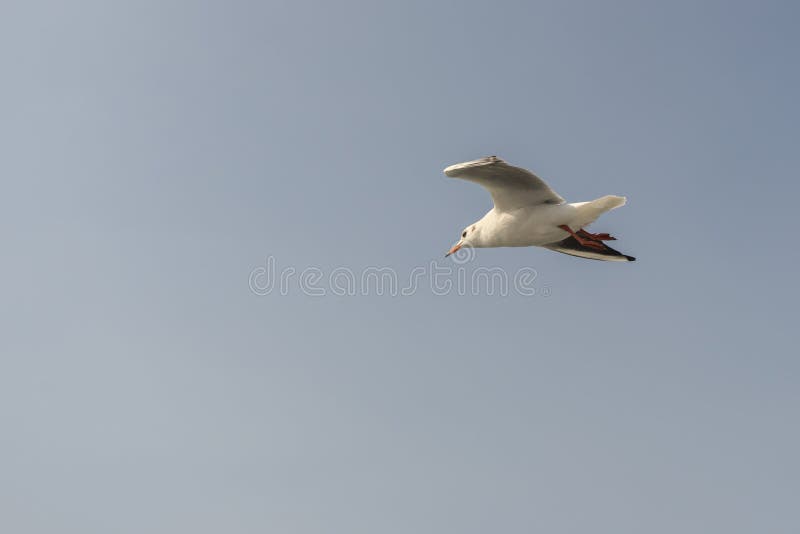 Seagull. Seagulls Flying in the Back of the Ships at Sea. Stock Photo ...