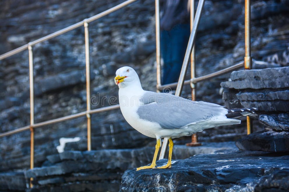 Seagull stock image. Image of seagull, marine, curious - 69225111