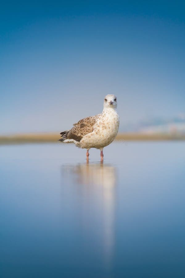A Seagull on the Seashore. Birds in the Wild. Portrait of a Seagull ...