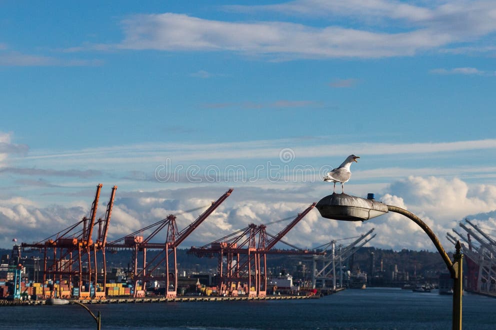 Seagull in Seattle stock photo. Image of crane, skyline - 42603872