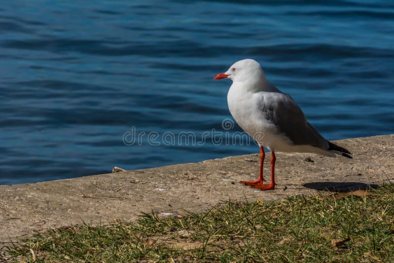 Seagull stock photo. Image of segull, bird, segulls, river - 95119112
