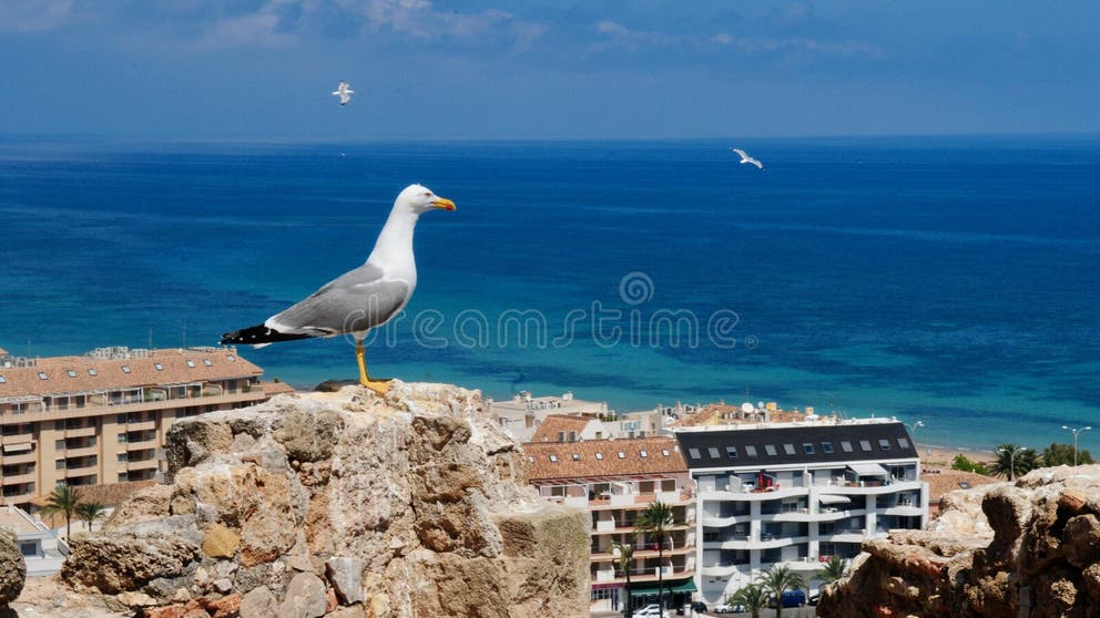 Spanish Seagull Sentinel - Denia Spain Stock Photo - Image of blue ...