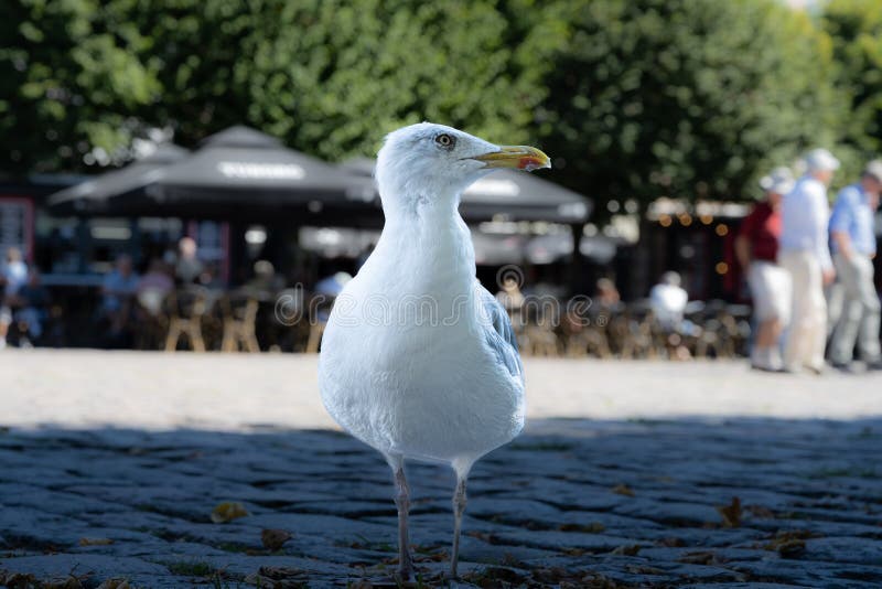 Seagull in Shade. Town Square in the Background. Close Up View Stock ...